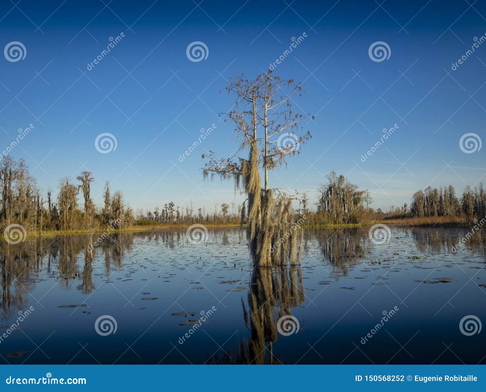 Beautiful Winter Scene of Coastal Georgia Stock Photo - Image of winder ...