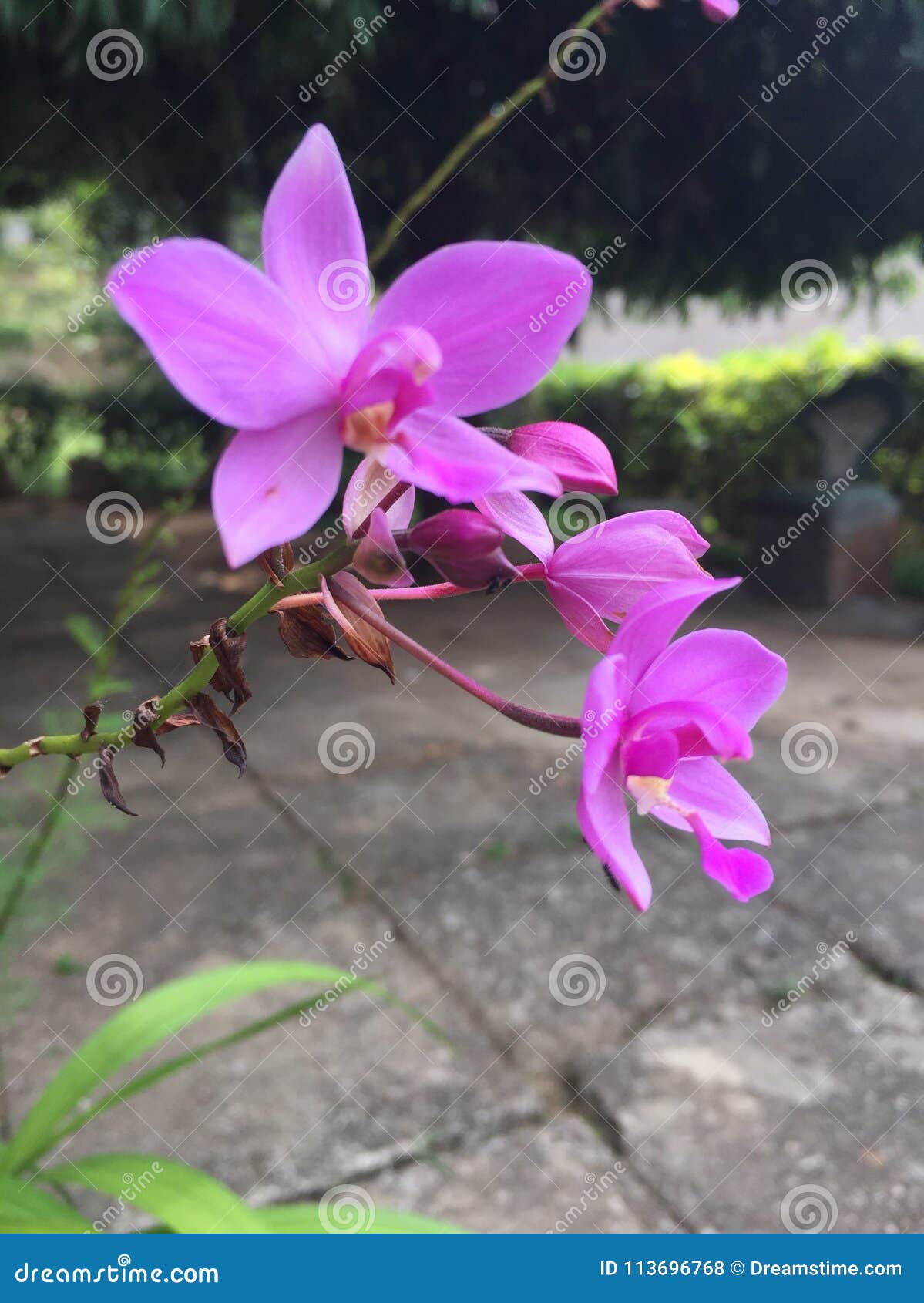 Okid flower in sri lanka stock photo. Image of lanka - 113696768