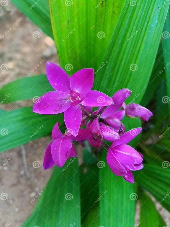 Okid flower stock image. Image of beautiful, srilanka - 112319615