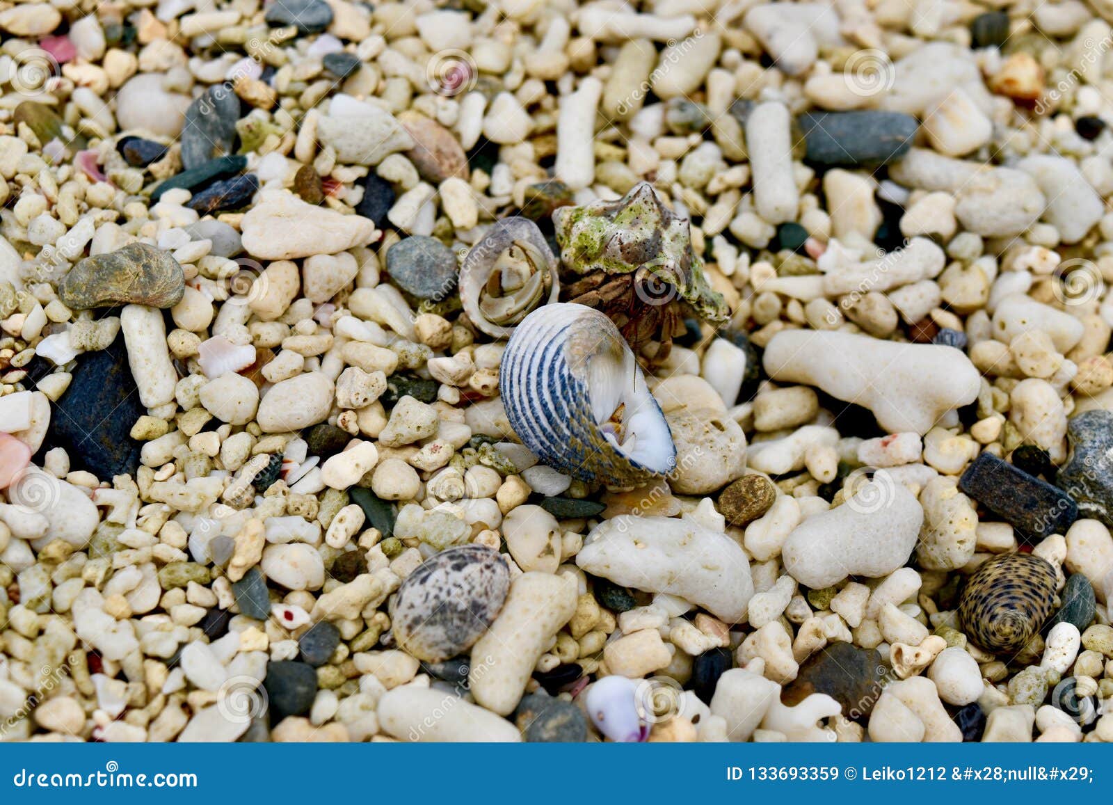 Okinawa Island Beach Sea Shell Crabs Stock Image - Image of sandw ...