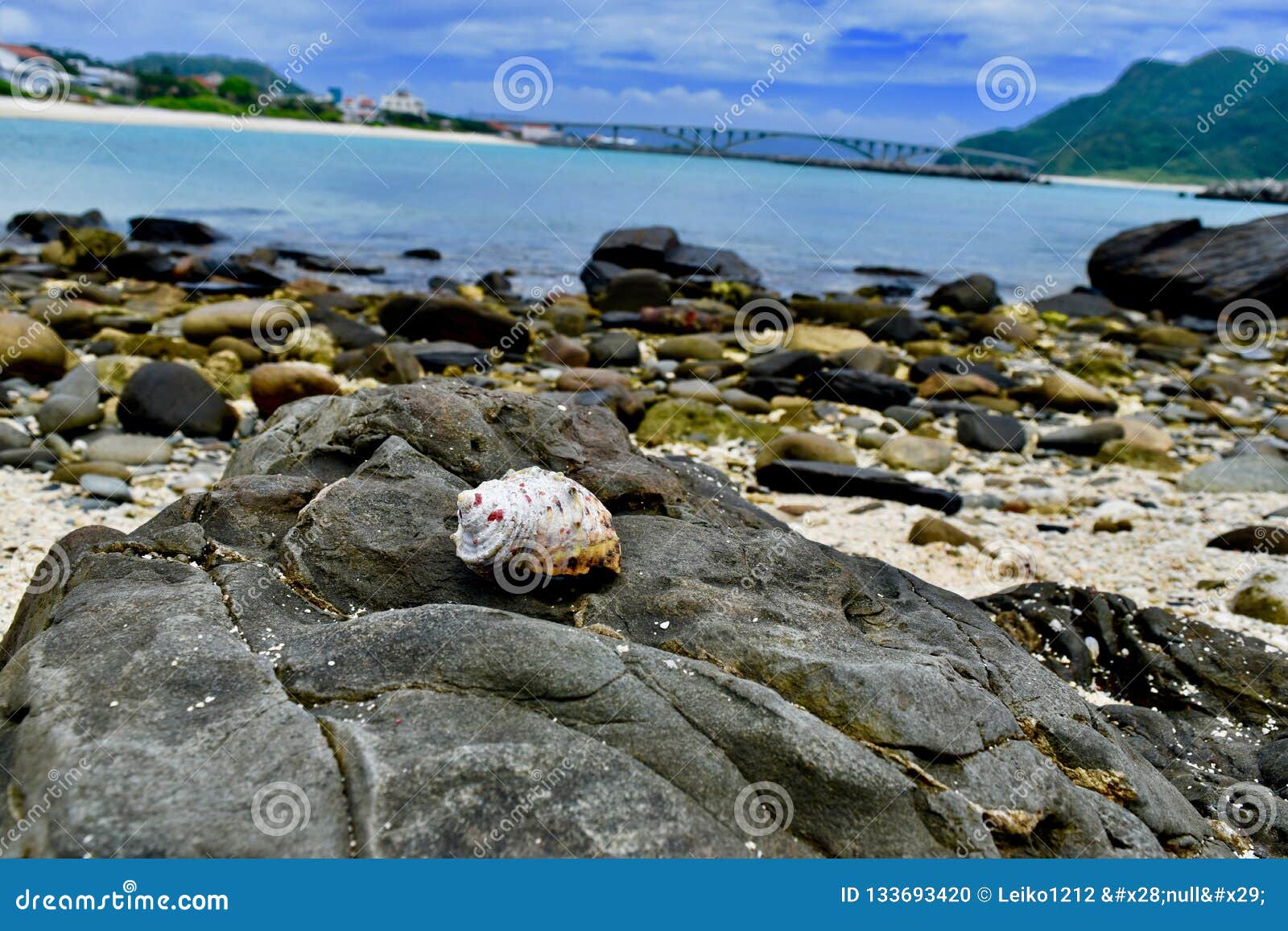 Okinawa Island Beach Sea Shell Stock Photo - Image of rocks, stones ...