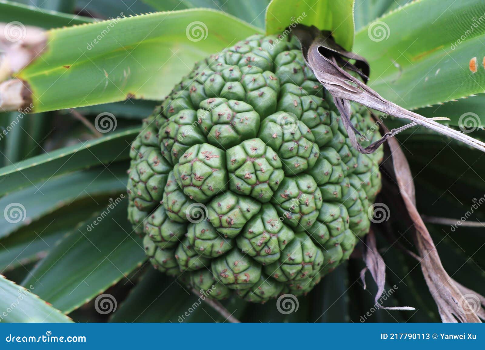 Okinawa pineapple stock image. Image of country, pineapple - 217790113