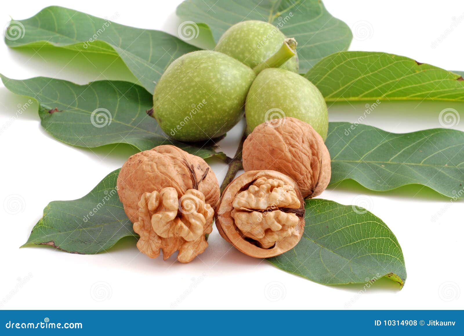 Okkernoot stock foto. Image of nave, bruin, nootachtig - 10314908