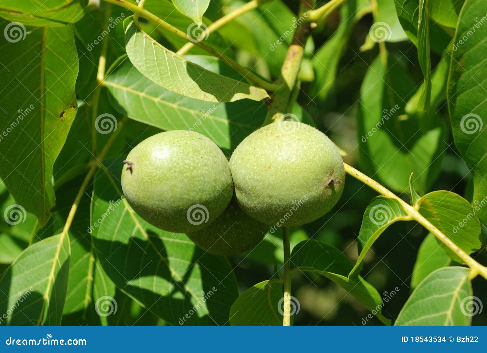 Okkernoot stock foto. Image of boom, voedsel, groen, nave - 18543534