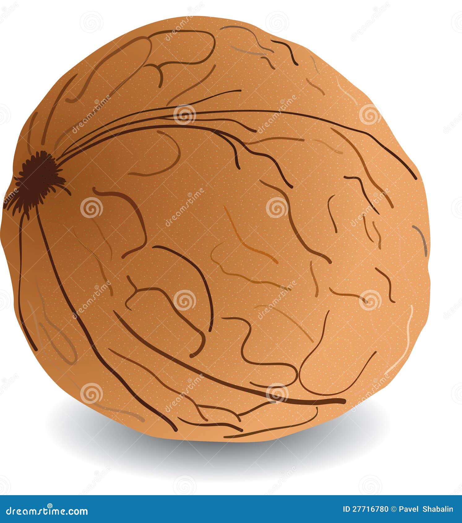 Okkernoot vector illustratie. Illustration of bruin, voeding - 27716780