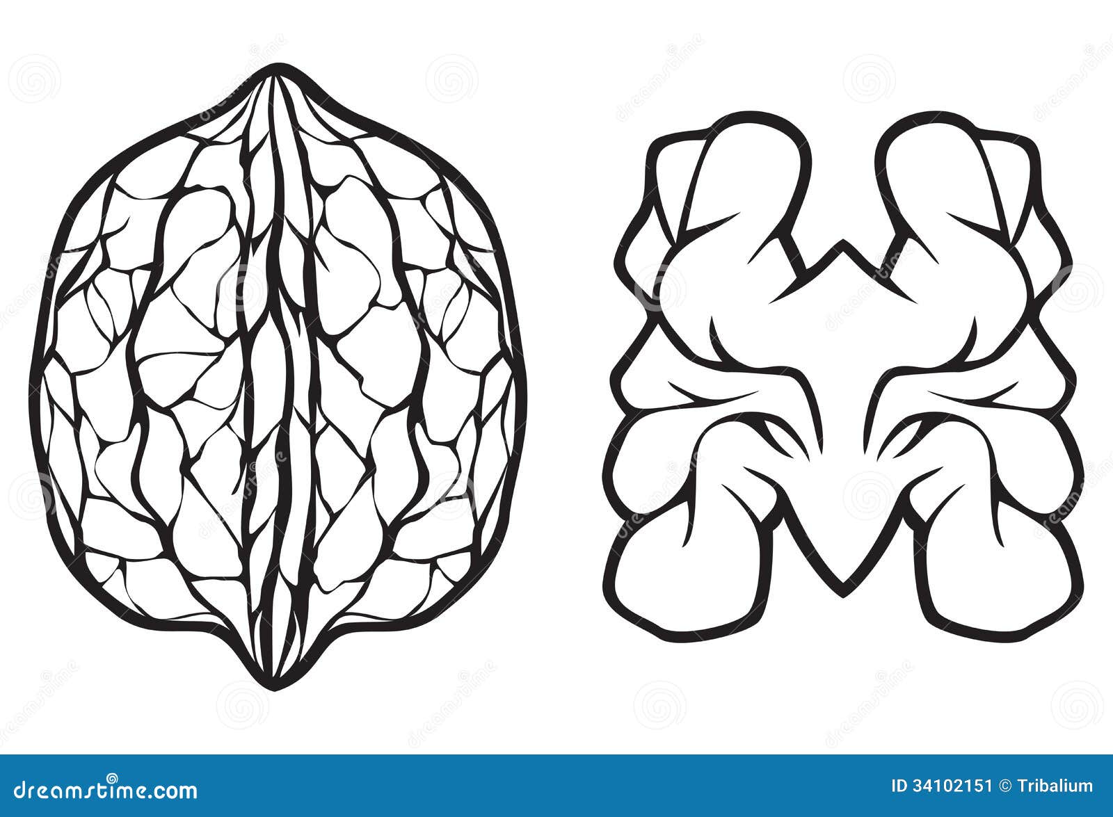 Okkernoot vector illustratie. Illustration of schillen - 34102151