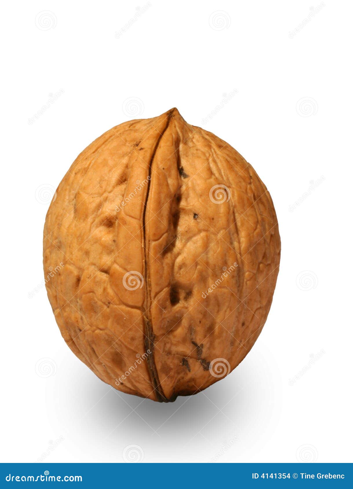 Okkernoot Picture. Image: 4141354