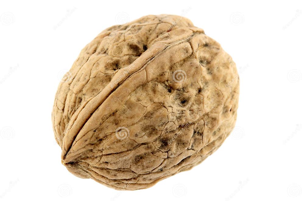 Okkernoot stock afbeelding. Image of geïsoleerd, okkernoot - 7232771