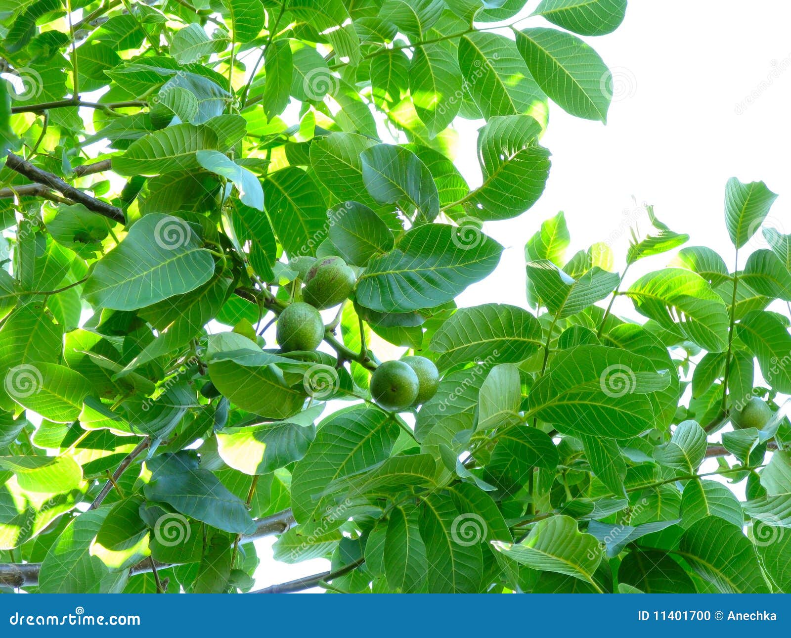 Okkernoot-boom stock foto. Image of noten, sluit, licht - 11401700