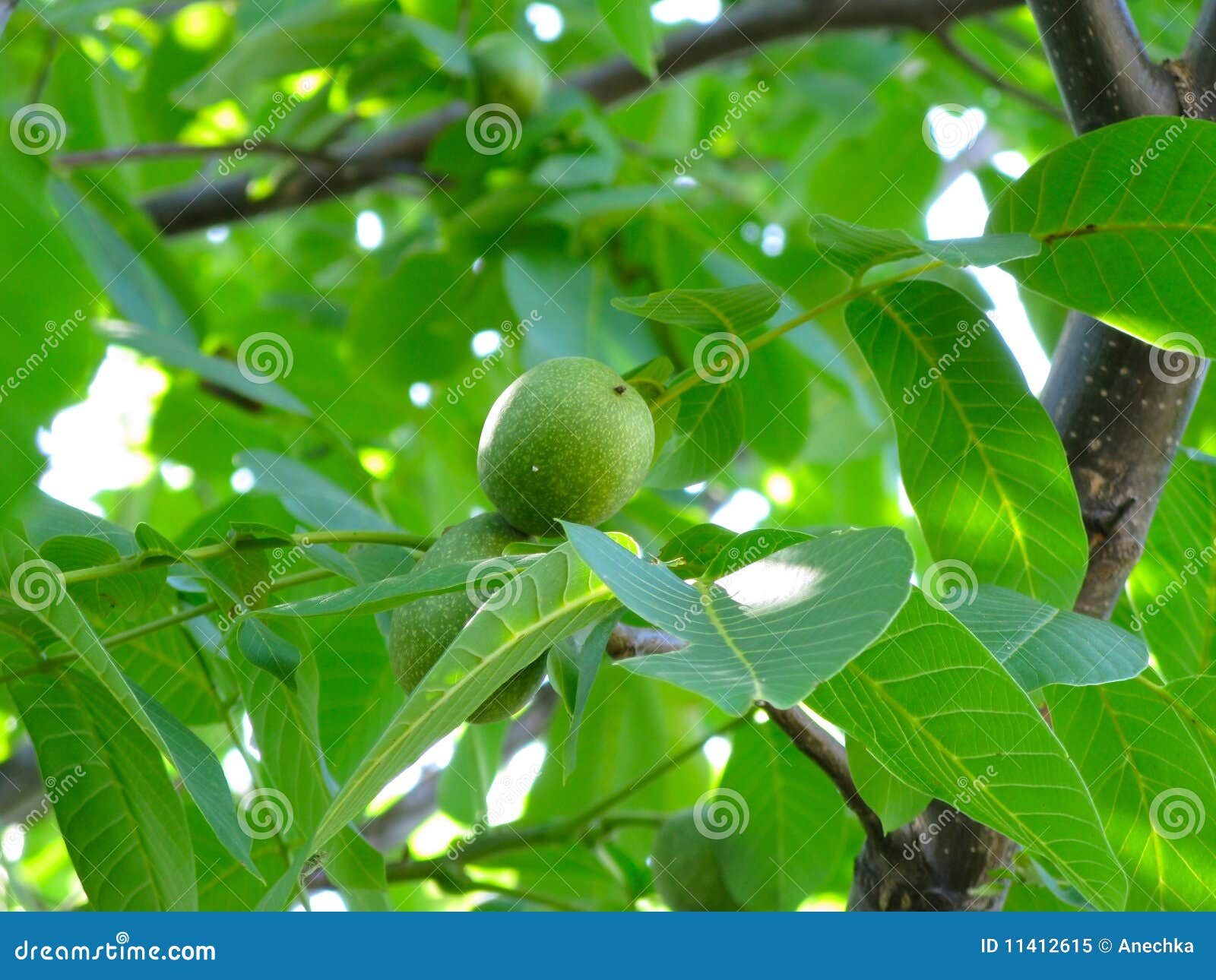 Okkernoot-boom stock afbeelding. Image of gebladerte - 11412615