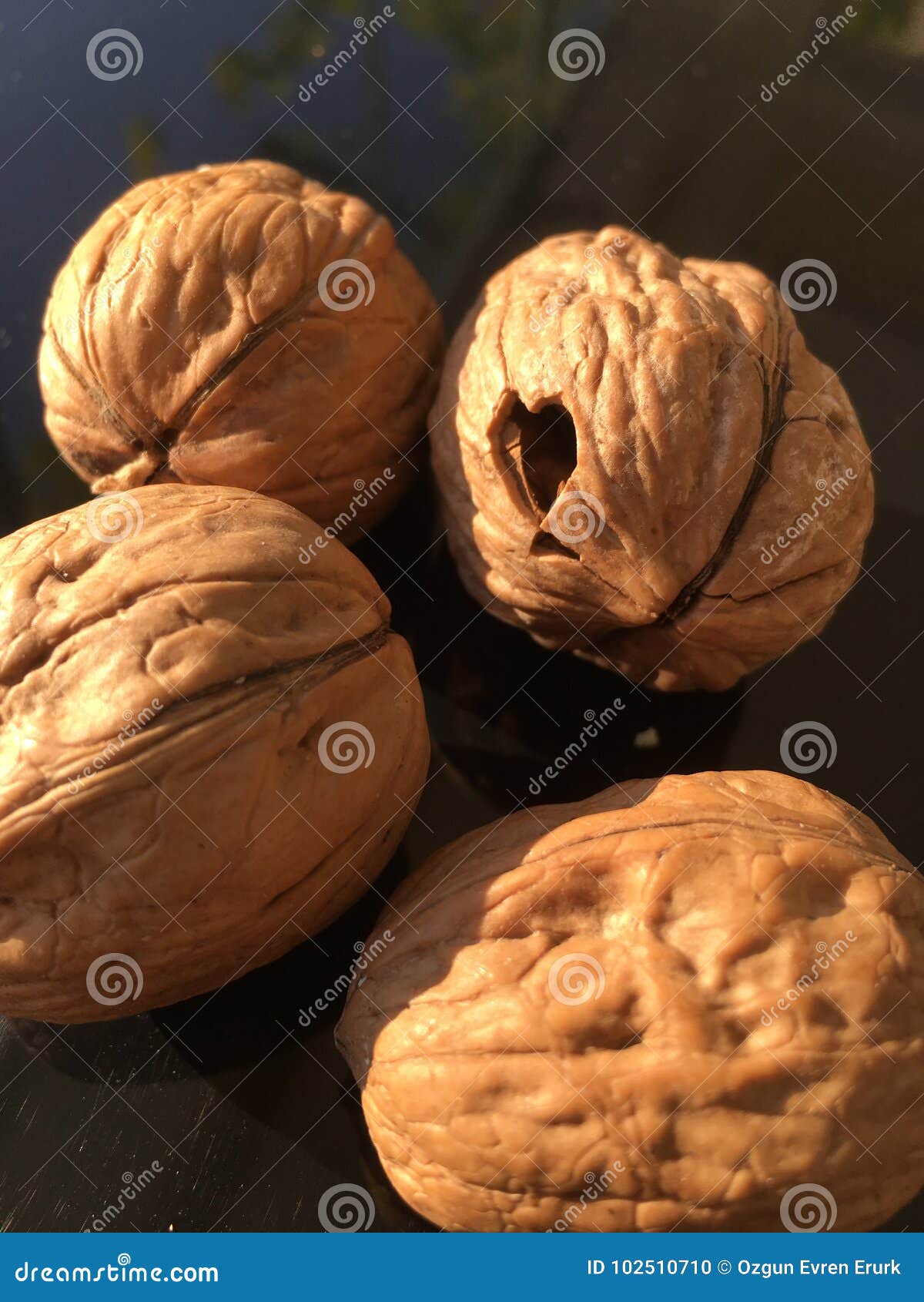 Okkernoot, nootinstallatie stock foto. Image of gebroken - 102510710