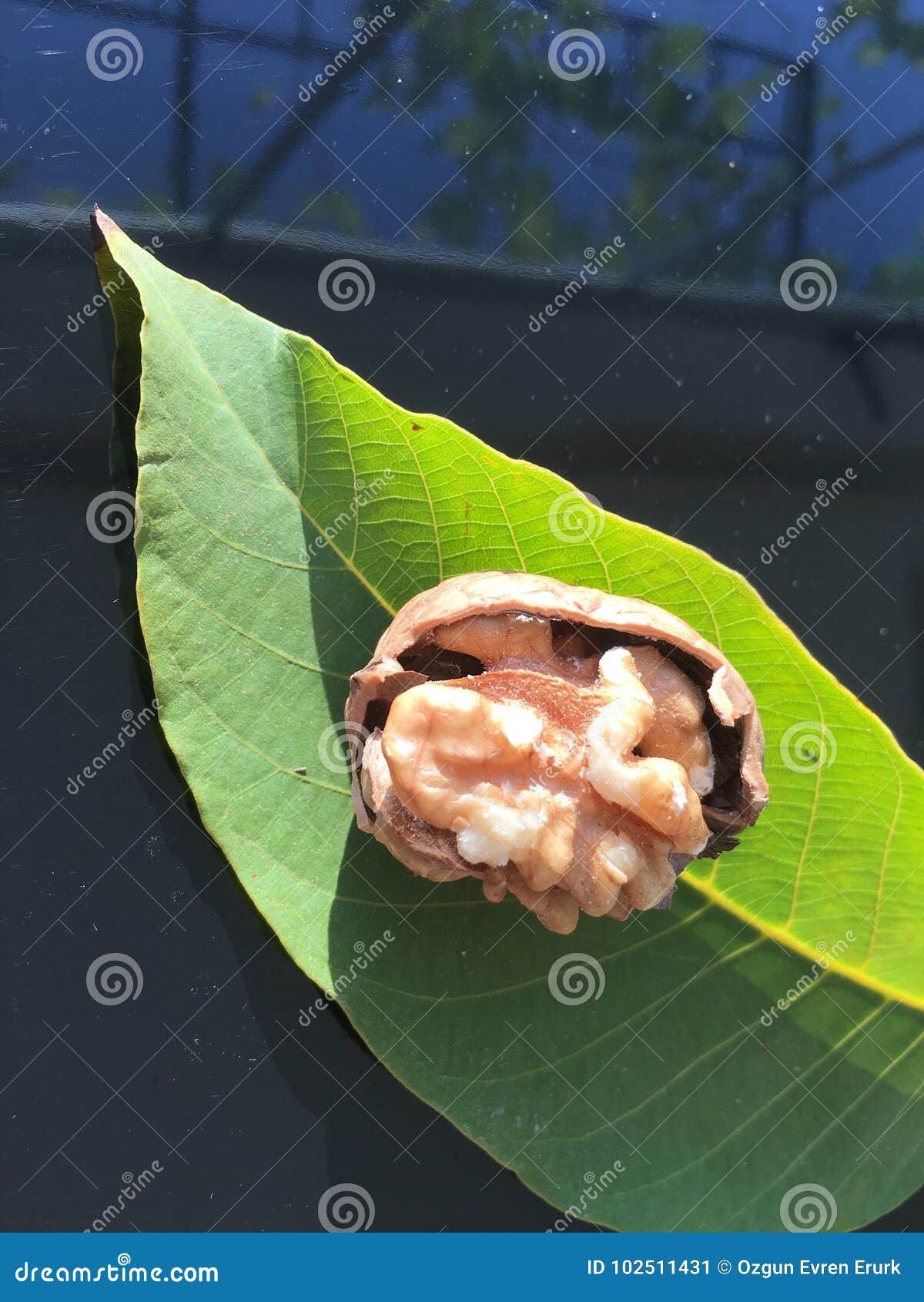 Okkernoot, nootinstallatie stock afbeelding. Image of voorwerp - 102511431