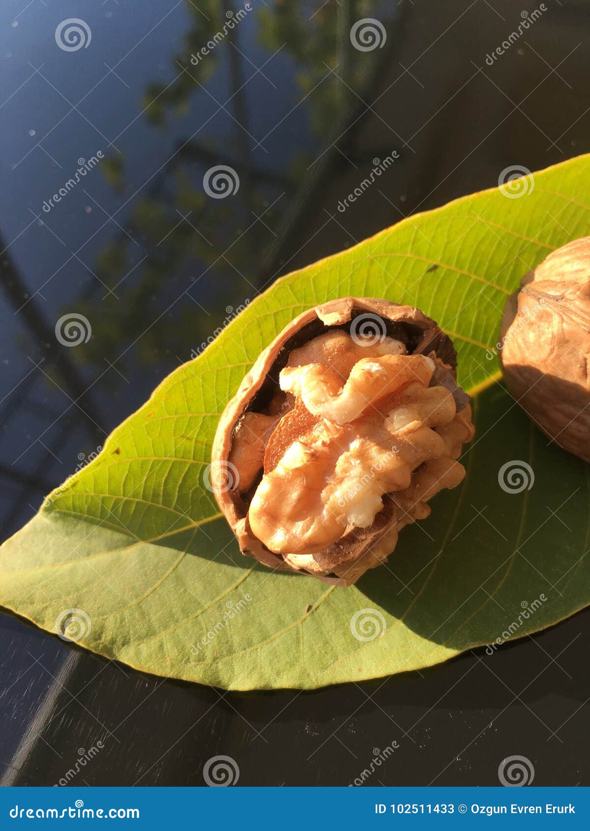 Okkernoot, nootinstallatie stock afbeelding. Image of gebroken - 102511433