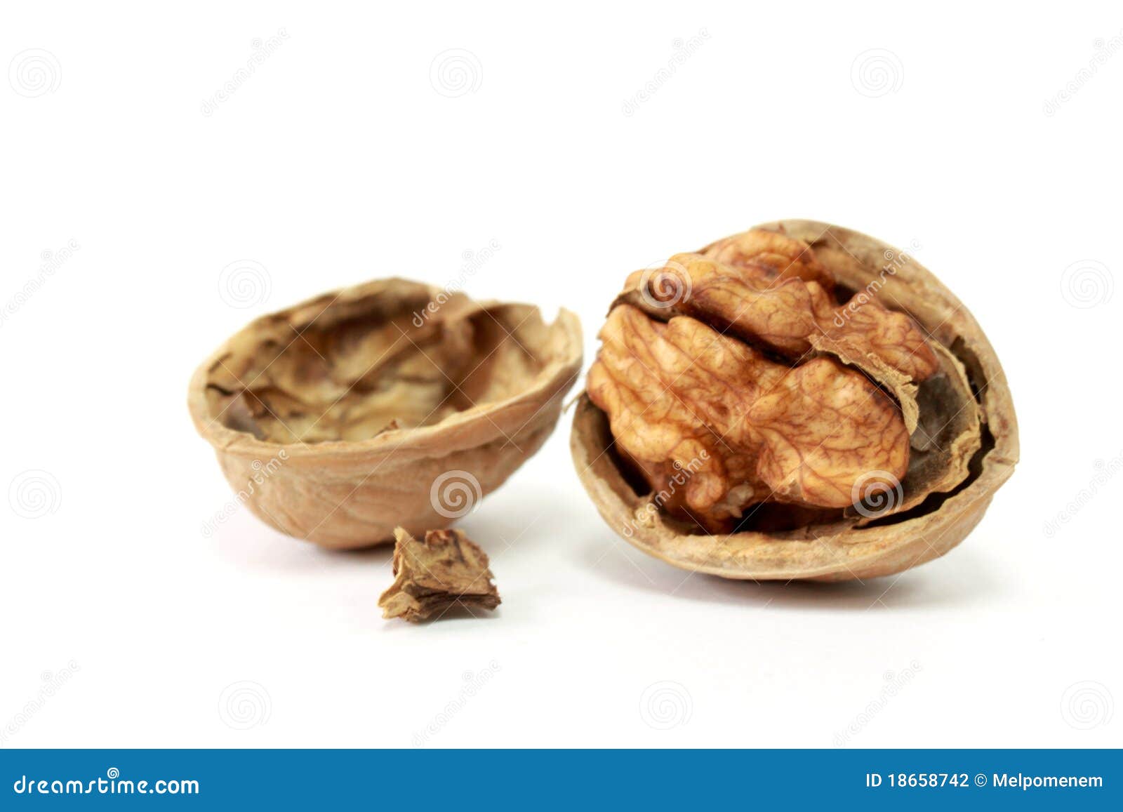 Okkernoot in Notedop stock foto. Image of naughty, schelp - 18658742