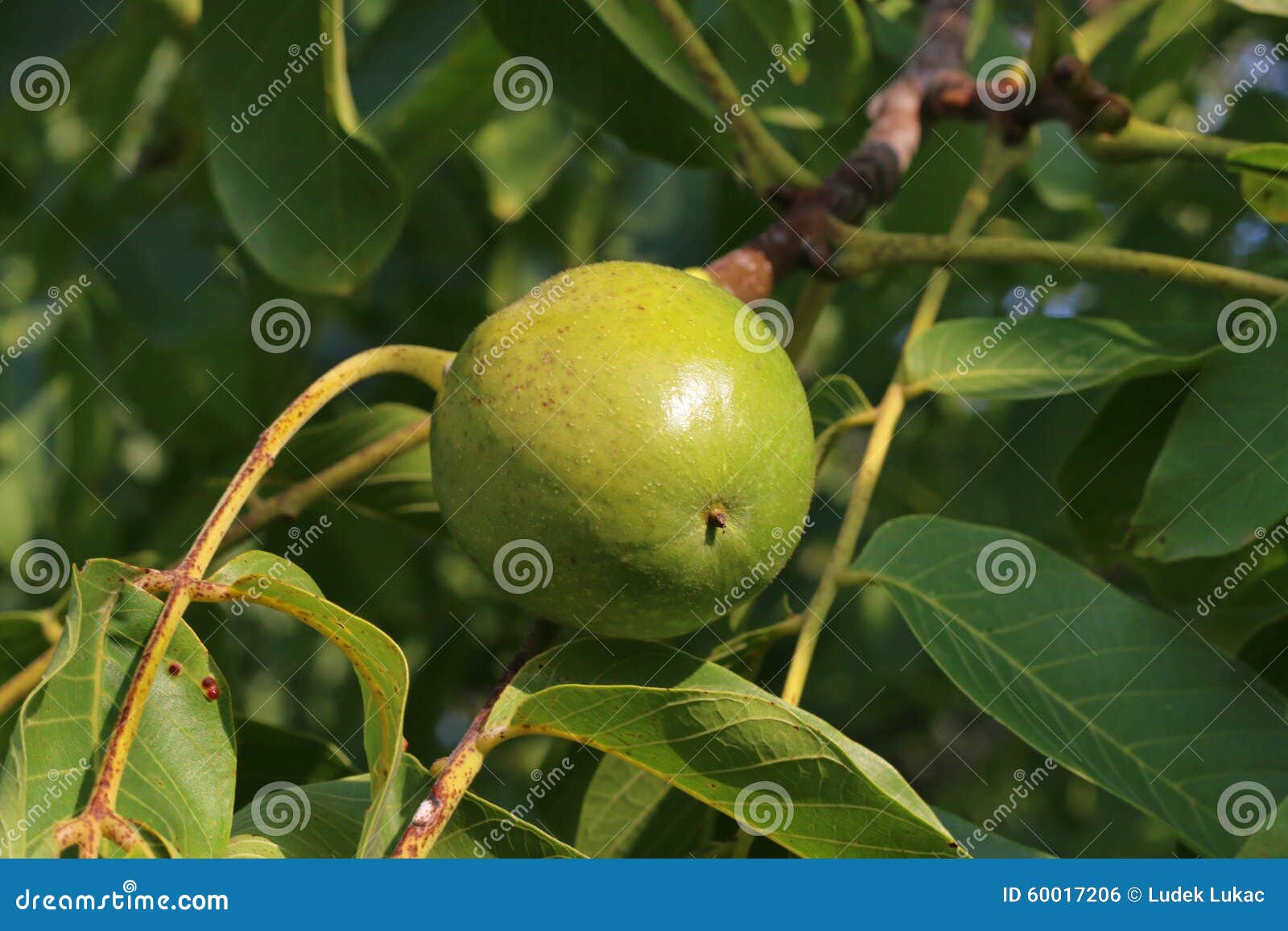 Okkernoot op boom stock foto. Image of landbouwbedrijf - 60017206