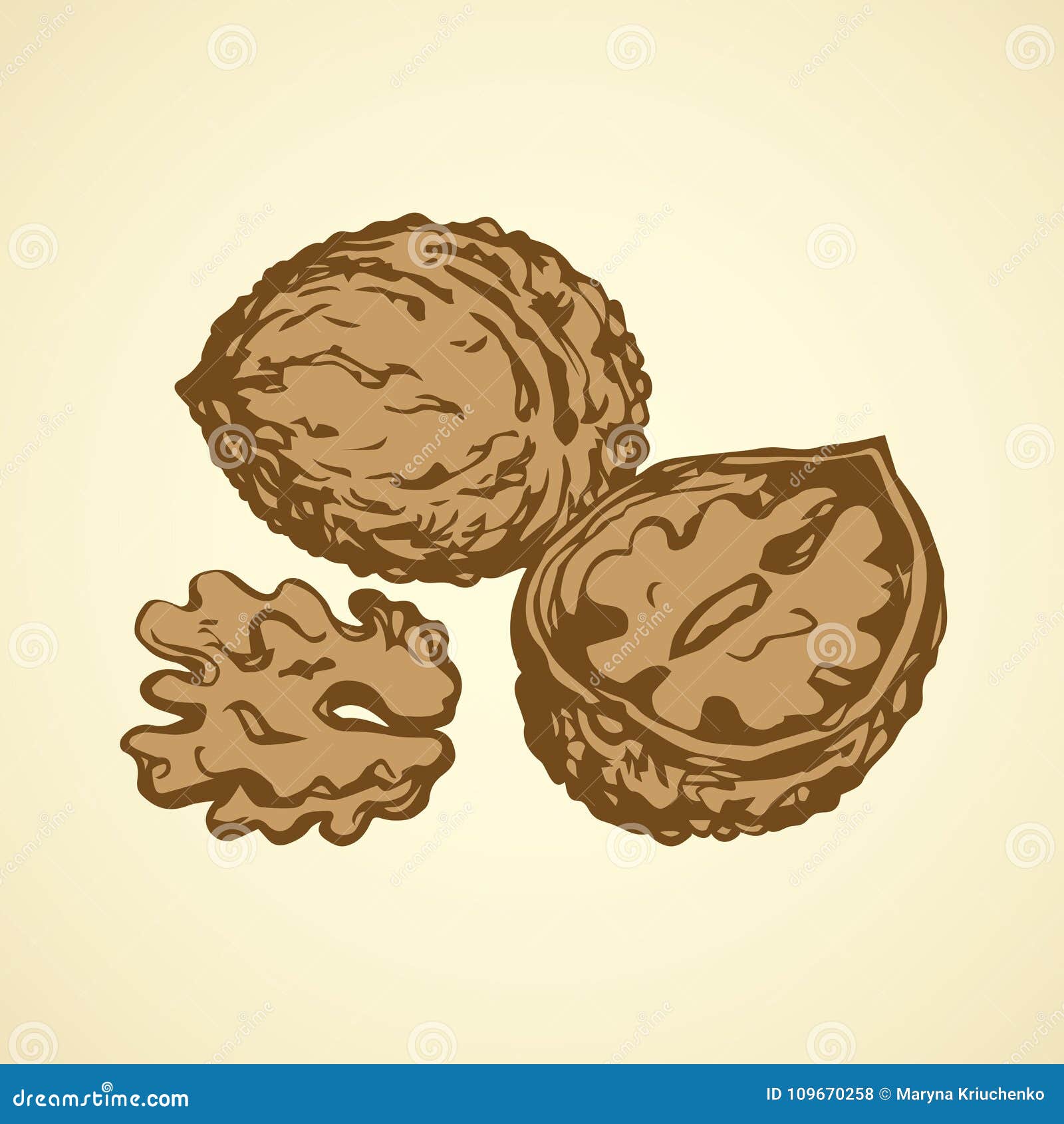 Okkernoot Vector tekening vector illustratie. Illustration of notedop ...