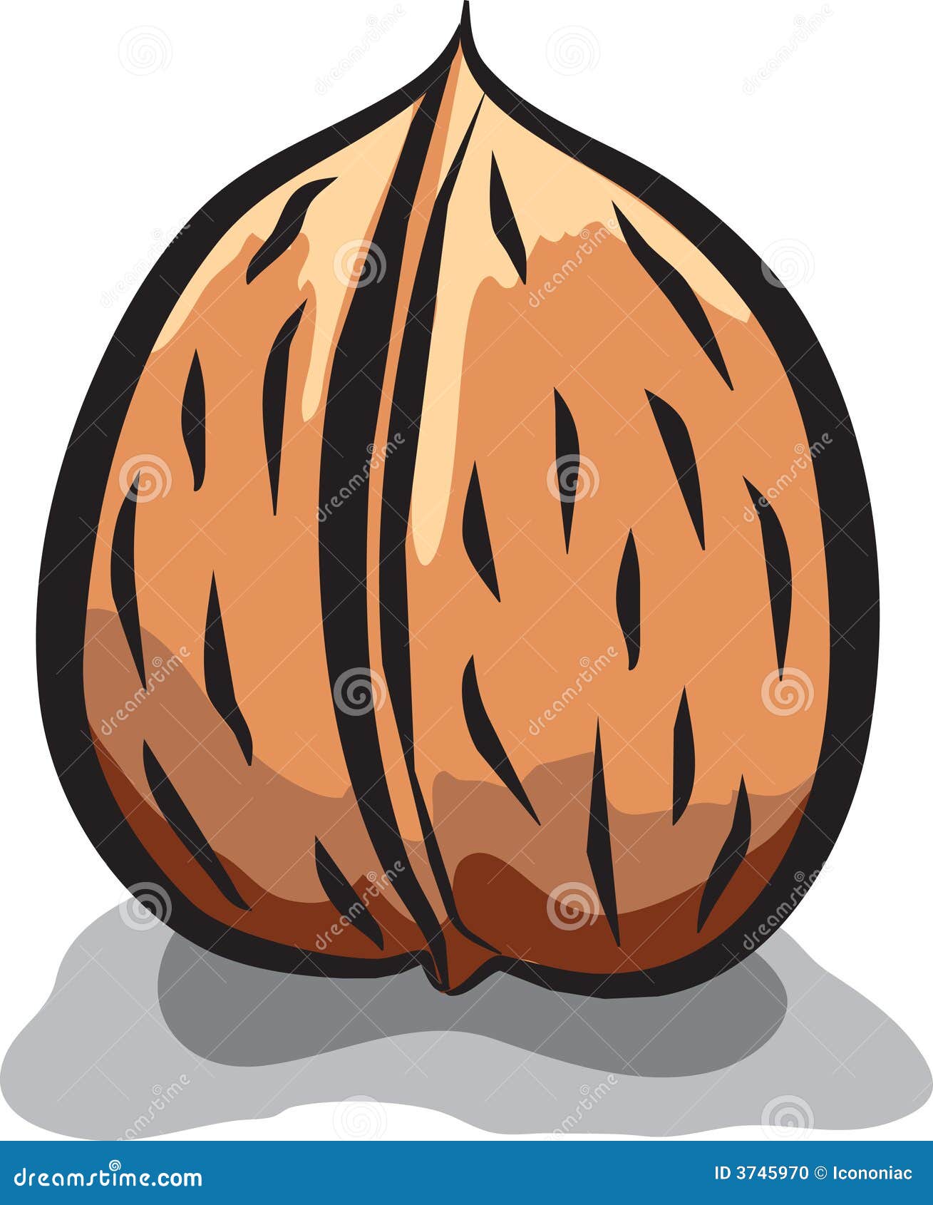 Okkernoten vector illustratie. Illustration of voedsel - 3745970