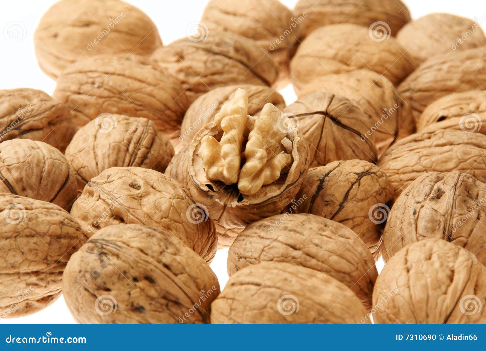 Okkernoten stock foto. Image of okkernoot, sluit, notedop - 7310690