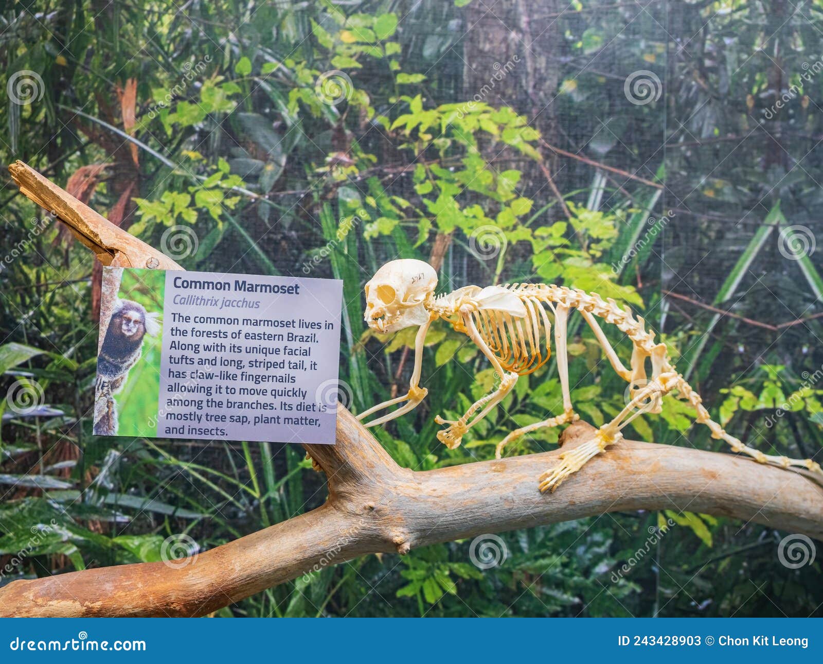 Close Up Shot of the Monkey Bone in the Museum of Osteology Editorial ...