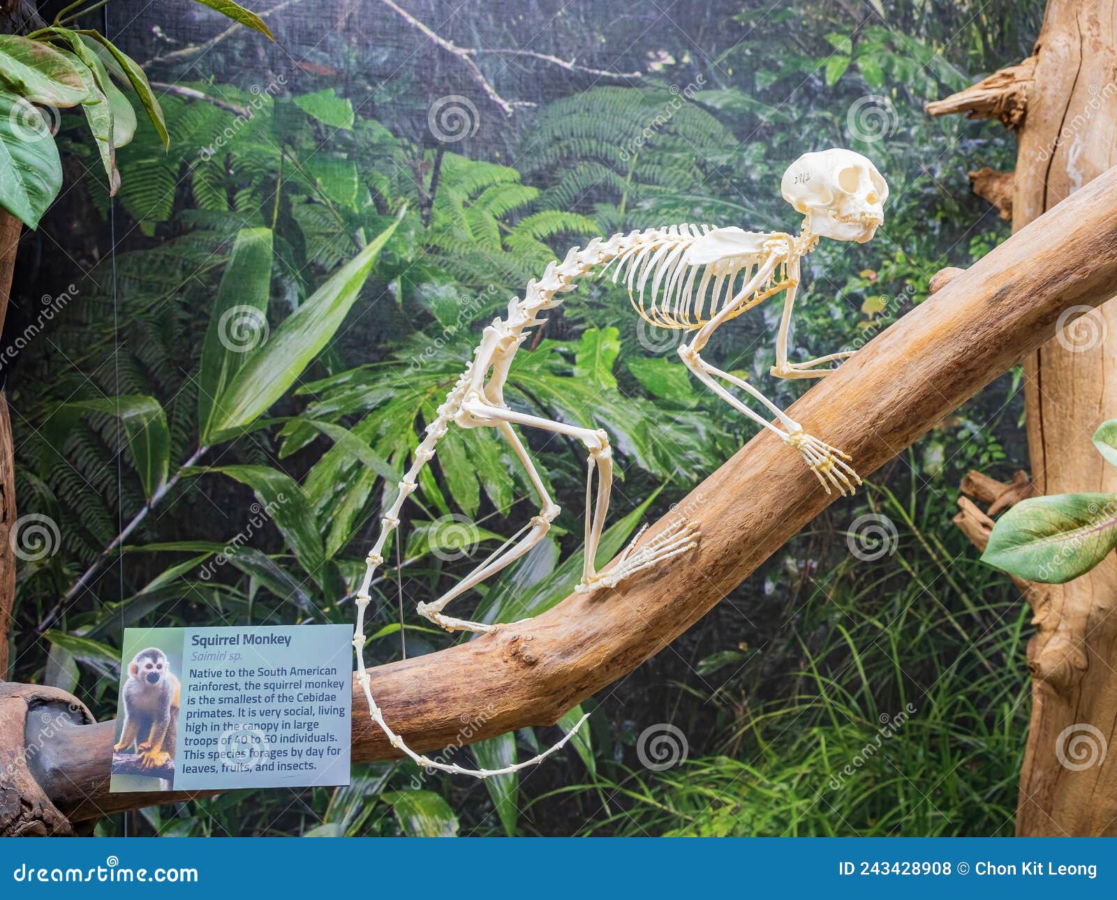 Close Up Shot of the Monkey Bone in the Museum of Osteology Editorial ...