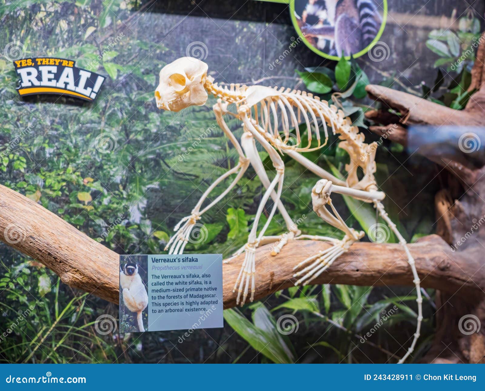 Close Up Shot of the Monkey Bone in the Museum of Osteology Editorial ...