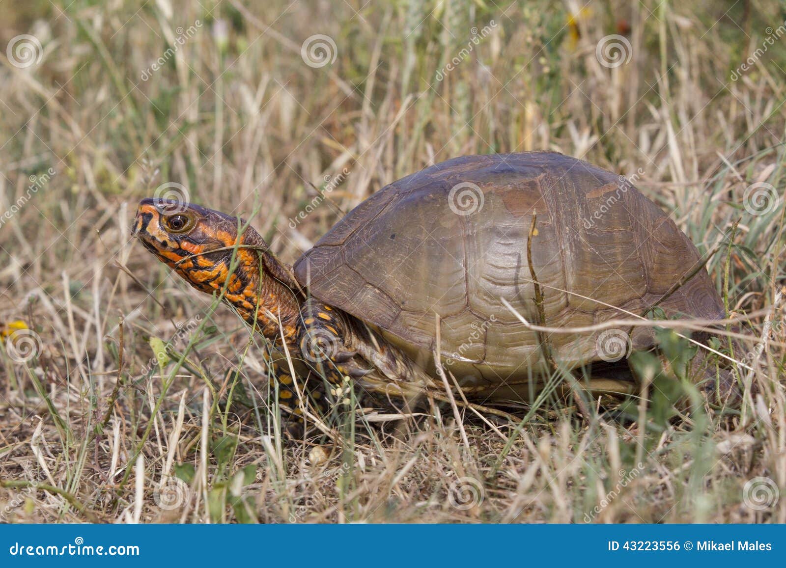 Ornate Box Turtle Inside His Shell Stock Image | CartoonDealer.com ...