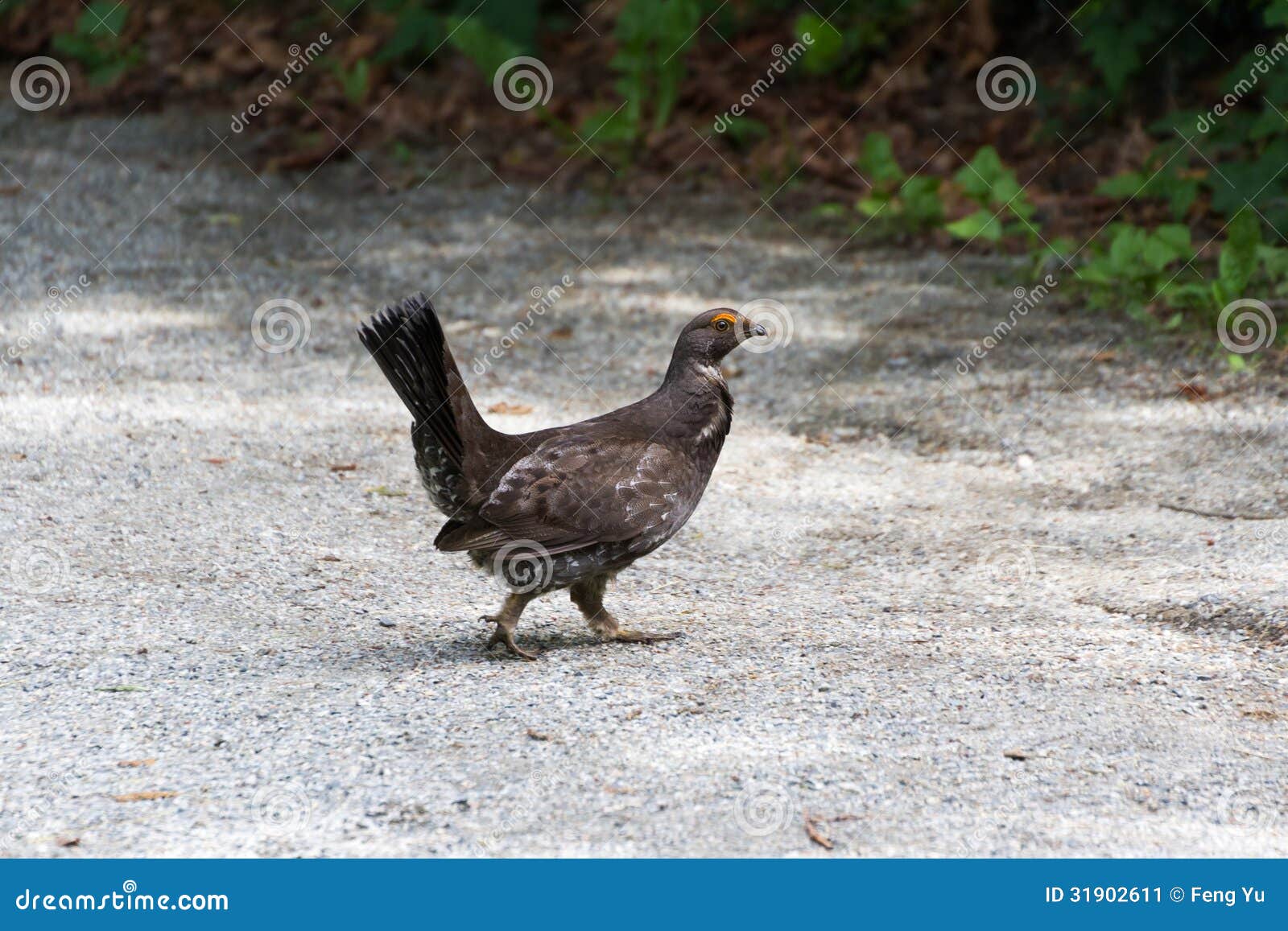 Okopcona pardwa obraz stock. Obraz złożonej z natura - 31902611