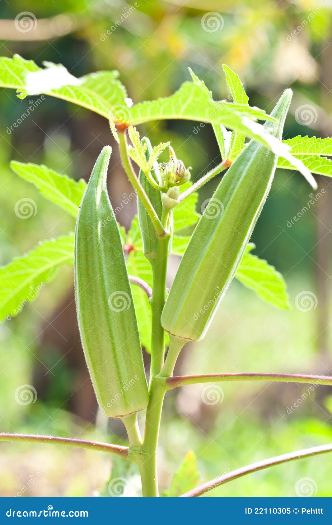 Okra stock image. Image of flor, herbal, agua, batch - 22110305