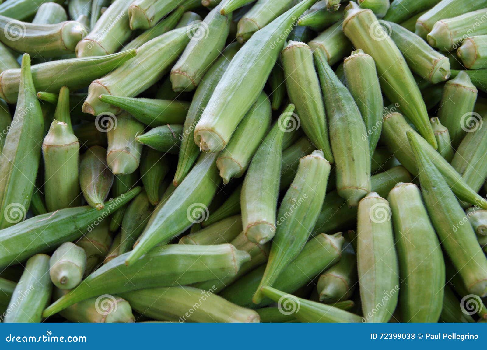 Okra background pattern stock photo. Image of pattern - 72399038