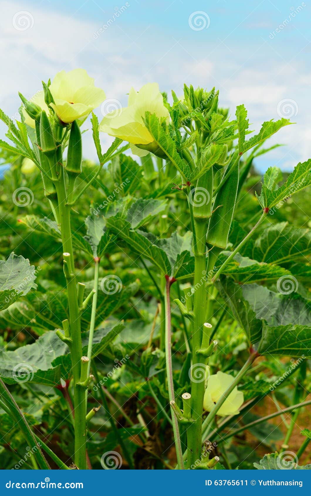 Okra field stock image. Image of southern, plant, summer - 63765611
