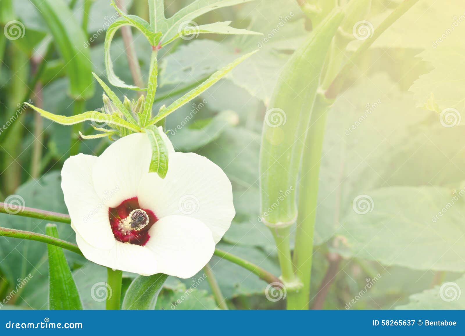 Okra flower stock image. Image of harvesting, farm, agriculture - 58265637