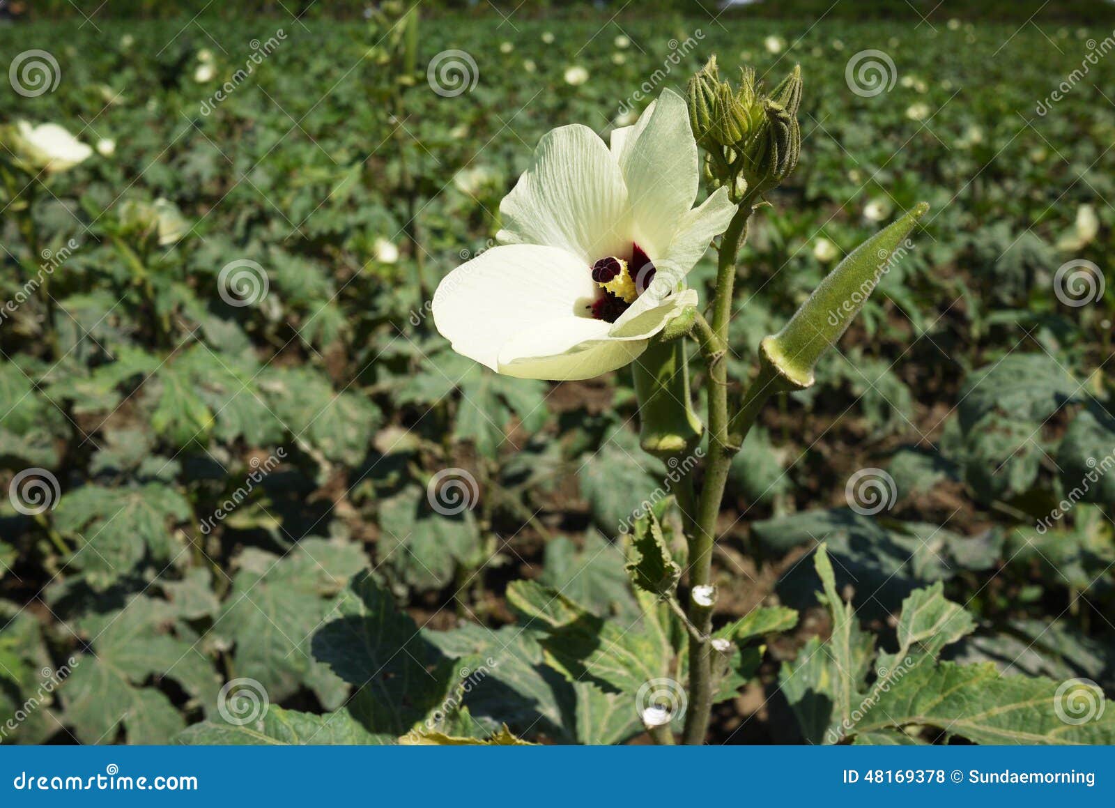 Okra flower stock photo. Image of fruit, cultivation - 48169378