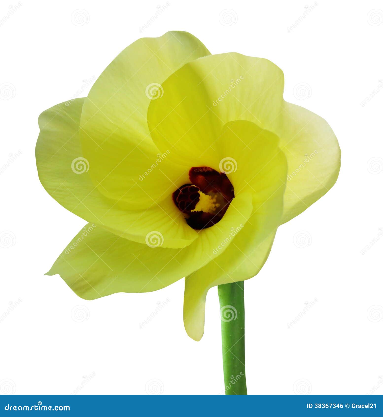 Okra flower (Lady Finger) stock photo. Image of food - 38367346