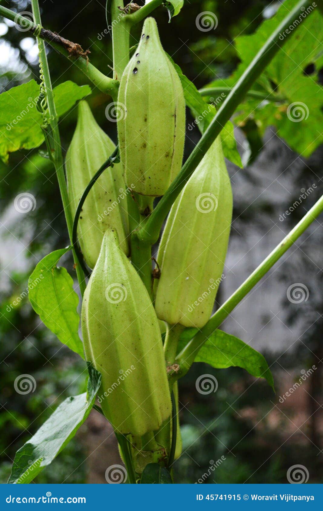 Okra stock image. Image of tree, fruit, healthy, indian - 45741915