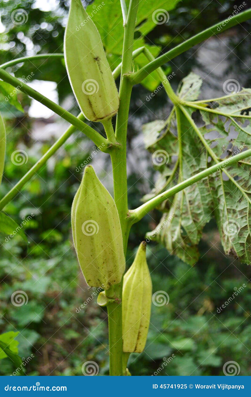 Okra stock image. Image of green, tree, agricultural - 45741925