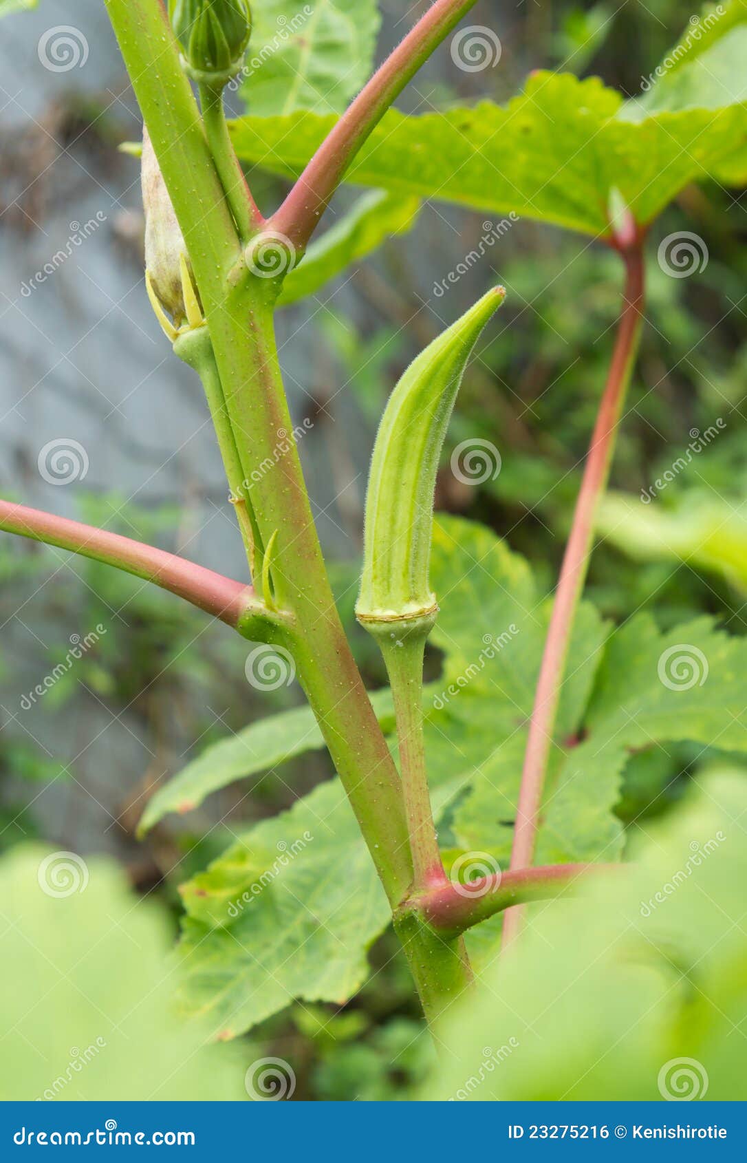 Okra lady finger stock photo. Image of grow, vegetables - 23275216