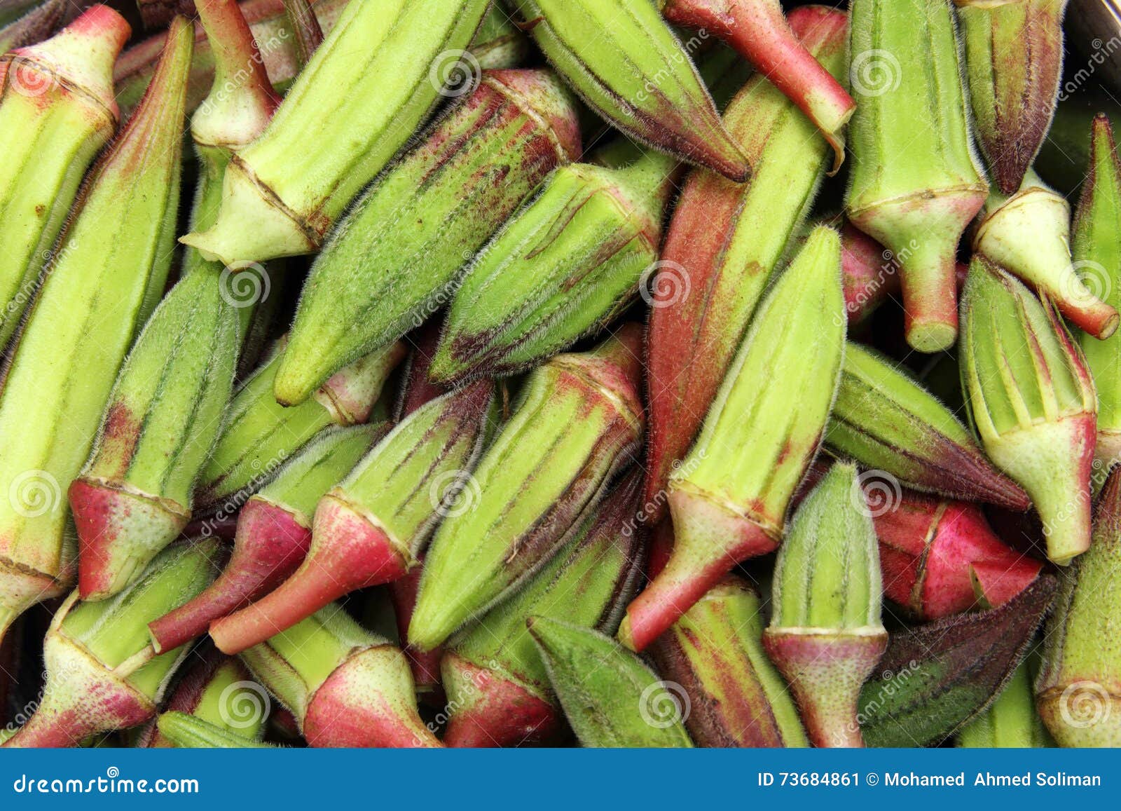 Okra stock image. Image of healthy, gardening, finger - 73684861