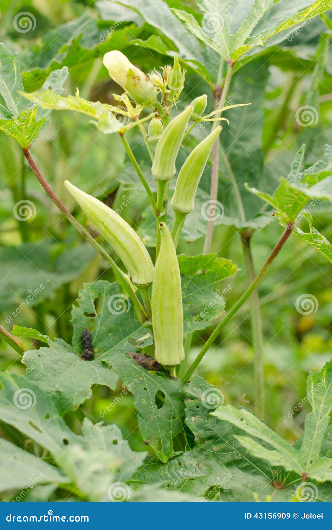 Okra plant stock image. Image of nutrition, agriculture - 43156909