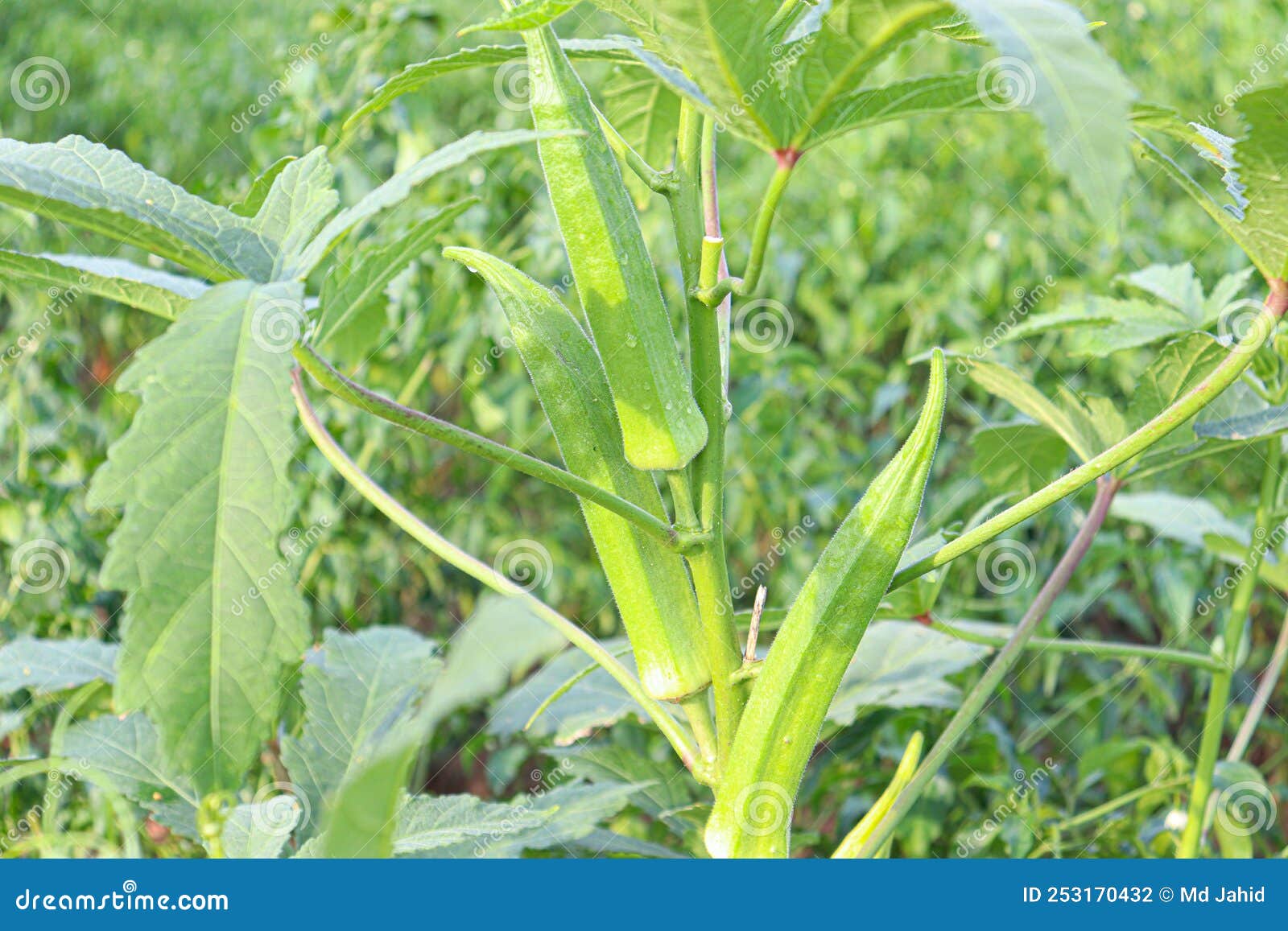 Okra Stock with Leaf on Tree Stock Photo - Image of food, leaves: 253170432