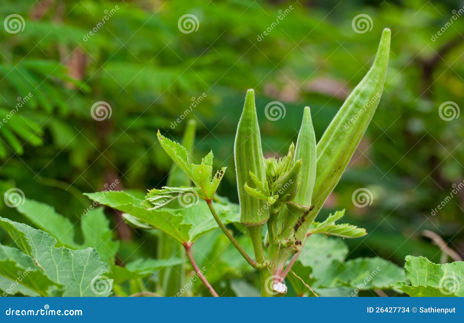 Okra on tree stock photo. Image of seeds, garden, gardening - 26427734