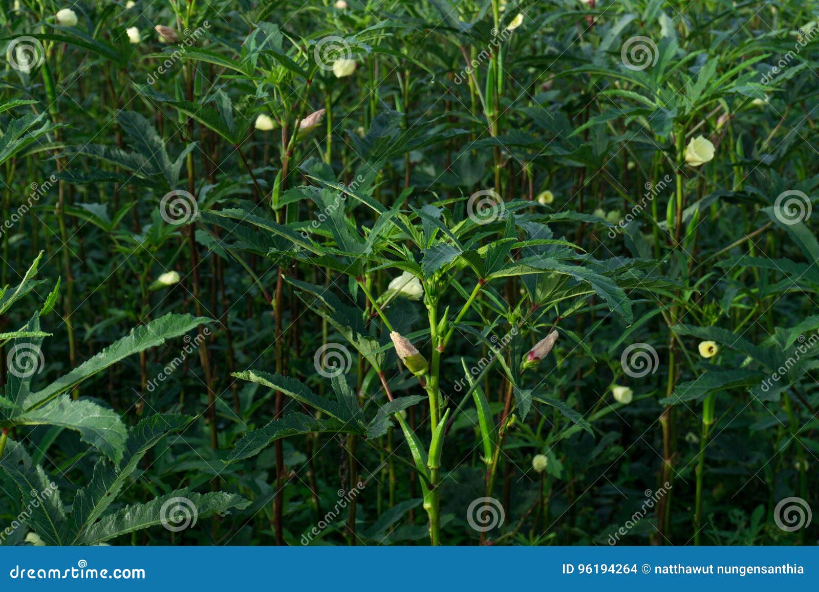 Okra tree and flower stock photo. Image of agriculture - 96194264