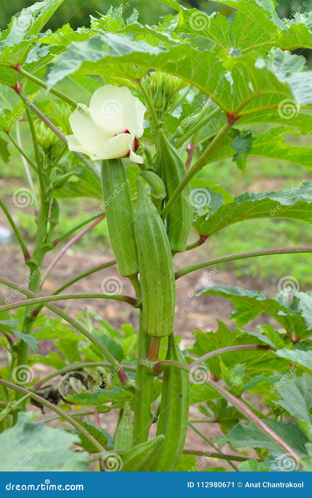 Okra on tree in garden stock image. Image of cooking - 112980671