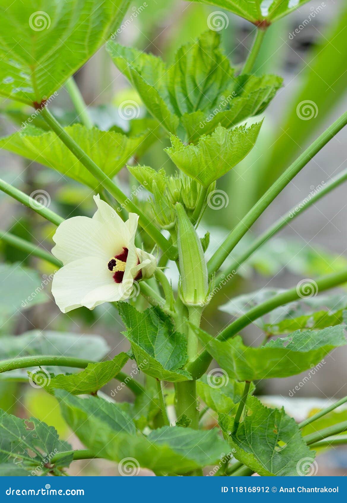 Okra on tree in garden stock photo. Image of harvest - 118168912