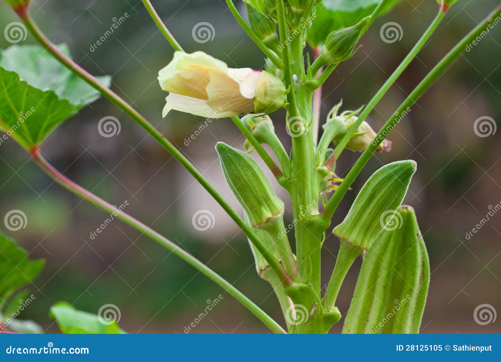 Okra on tree in graden stock image. Image of okra, tree - 28125105