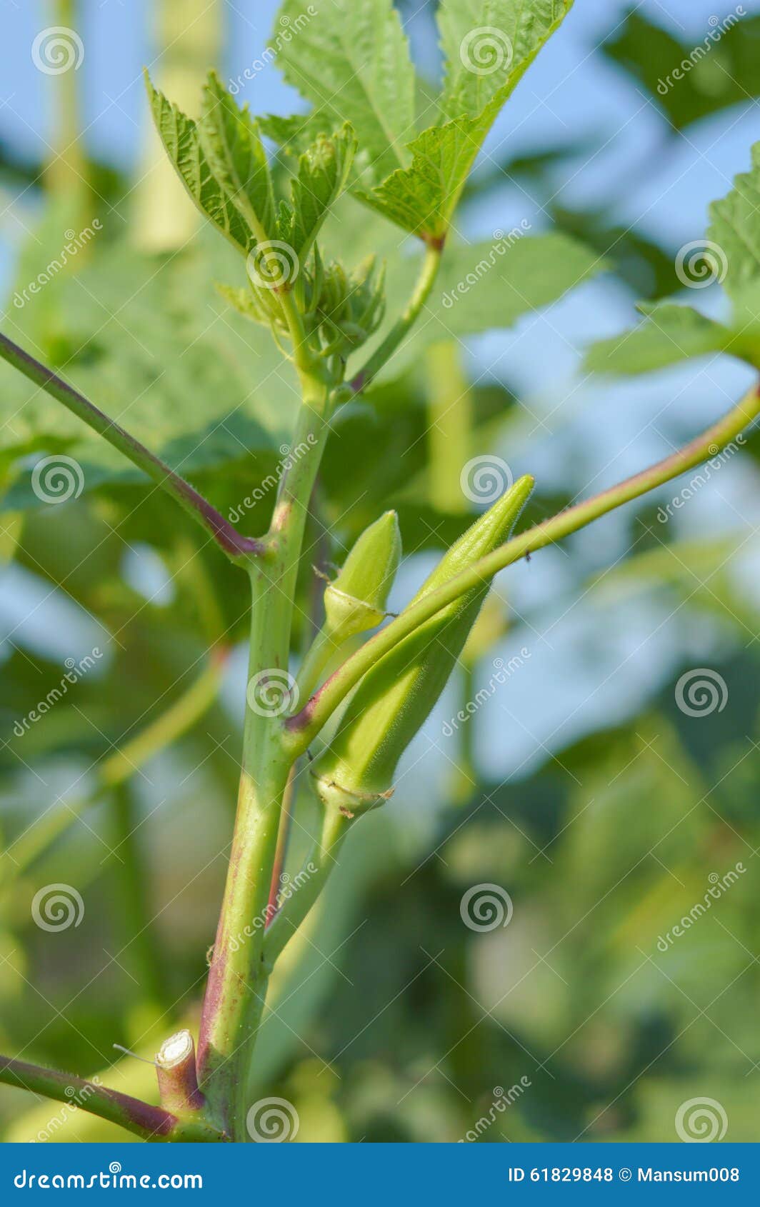 Okra tree stock photo. Image of vegetable, vegetarian - 61829848