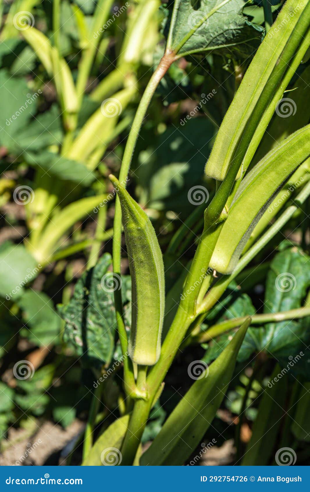 Okra Vegetable on the Plant Stock Photo - Image of home, okra: 292754726