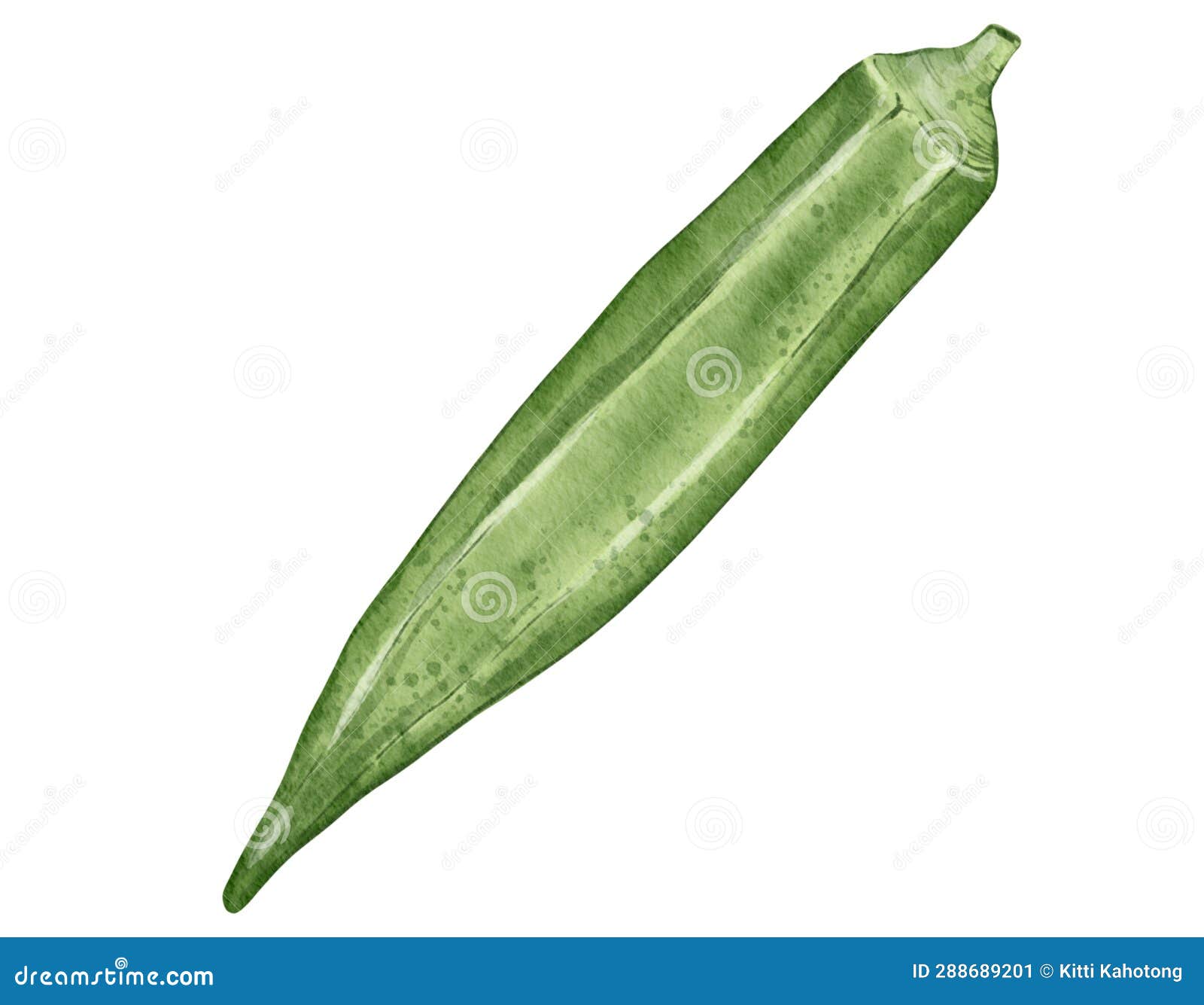 Okra Watercolor Art Vector Illustration | CartoonDealer.com #23483594