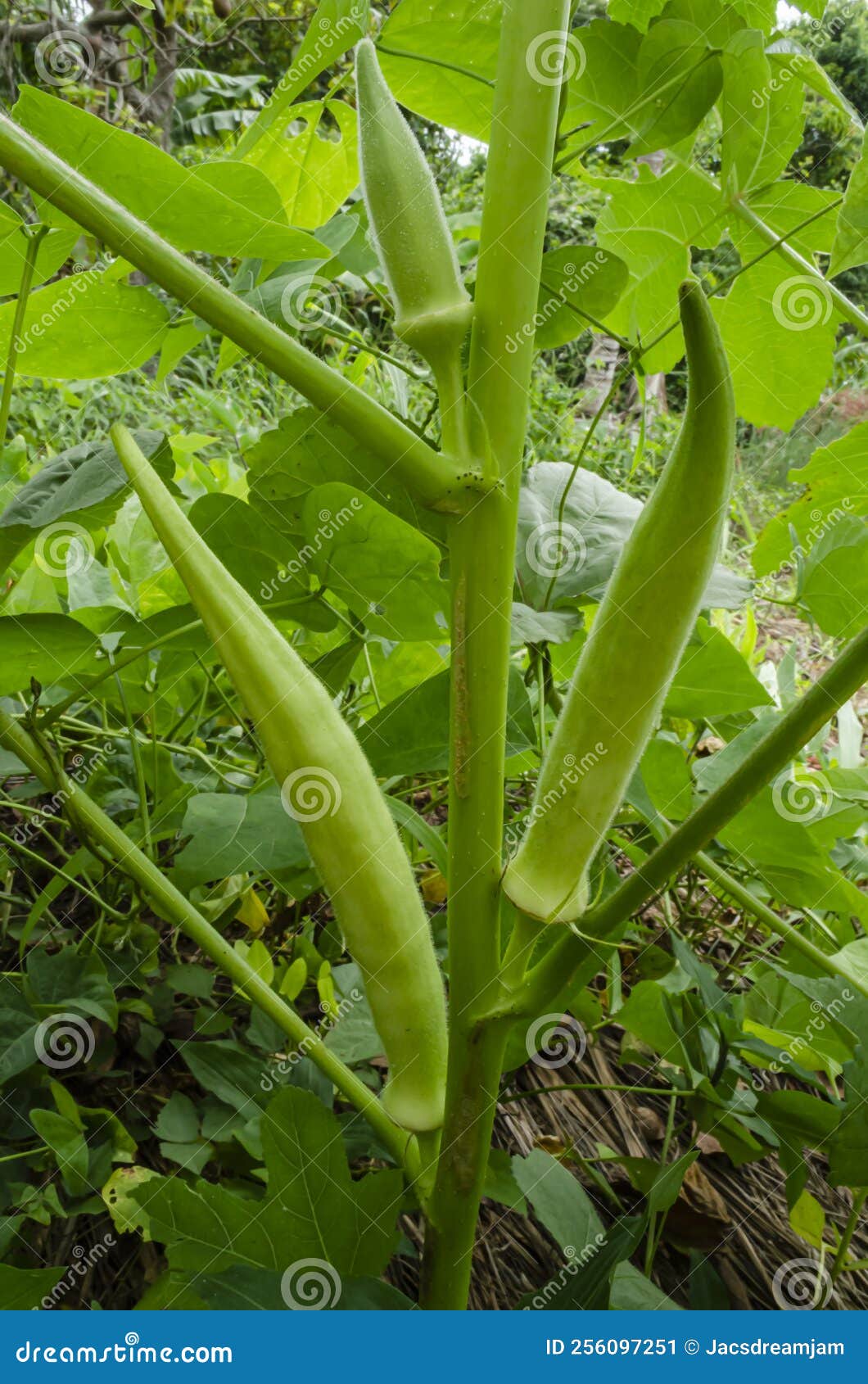 Okras on Tree stock image. Image of fruit, garden, foods - 256097251