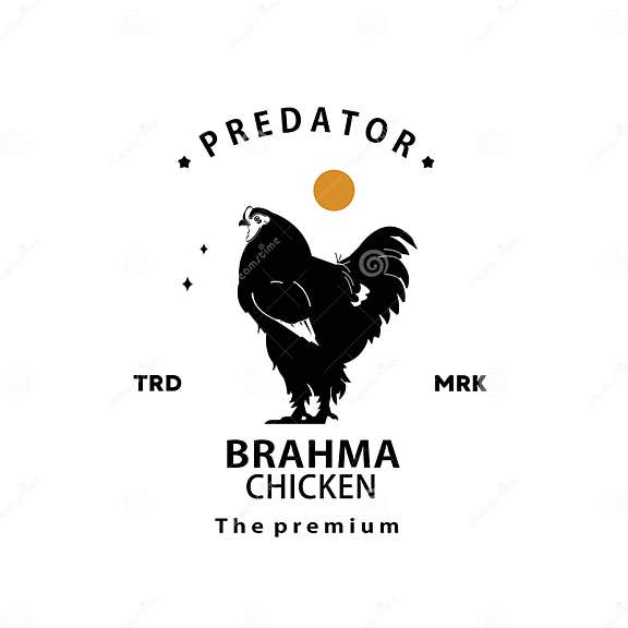Vintage Retro Hipster Brahma Chicken Logo Vector Outline Stock Vector ...