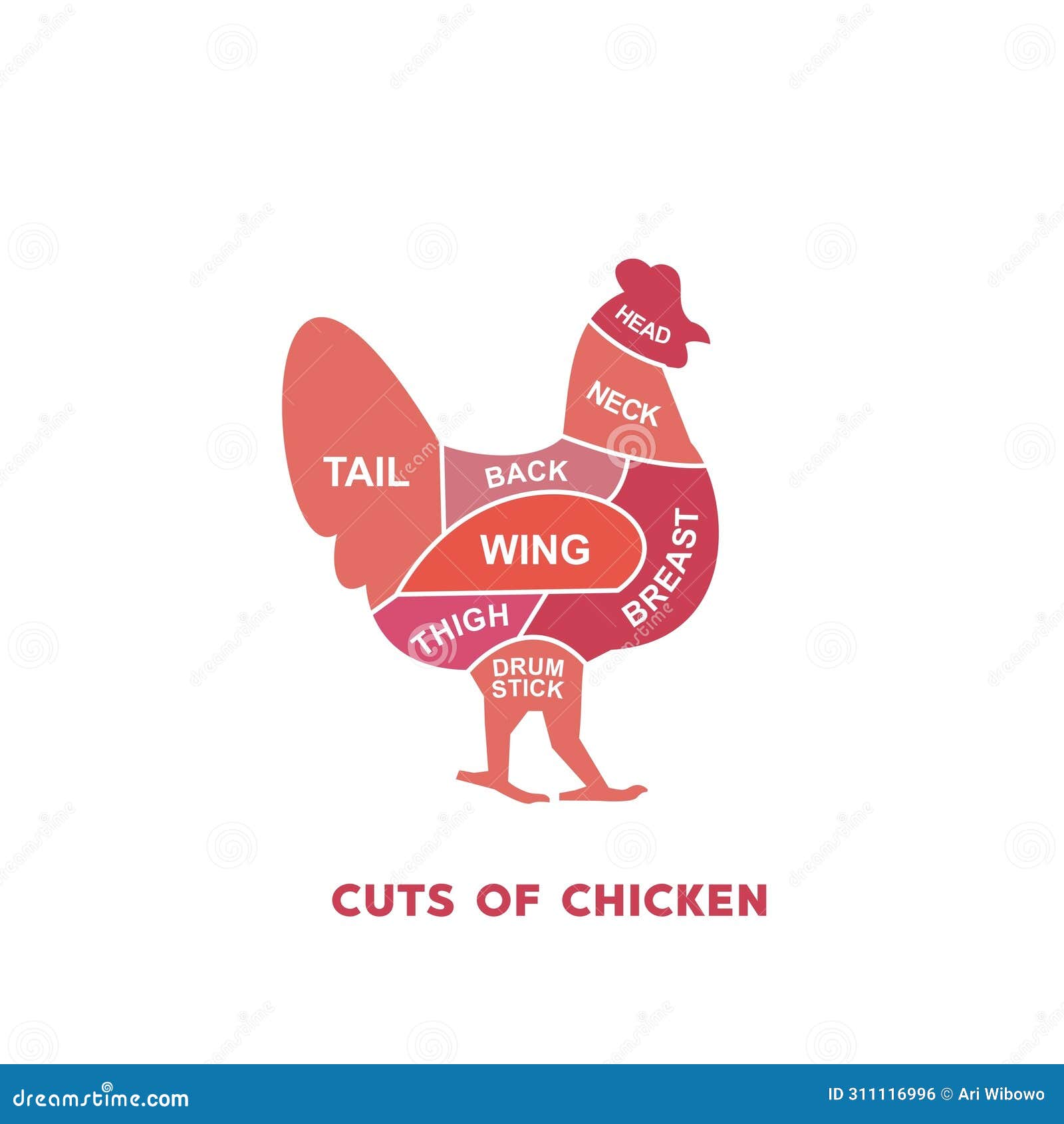 Chicken Butcher Diagram Or Part Of Hen Butcher Concept. Cartoon Vector ...